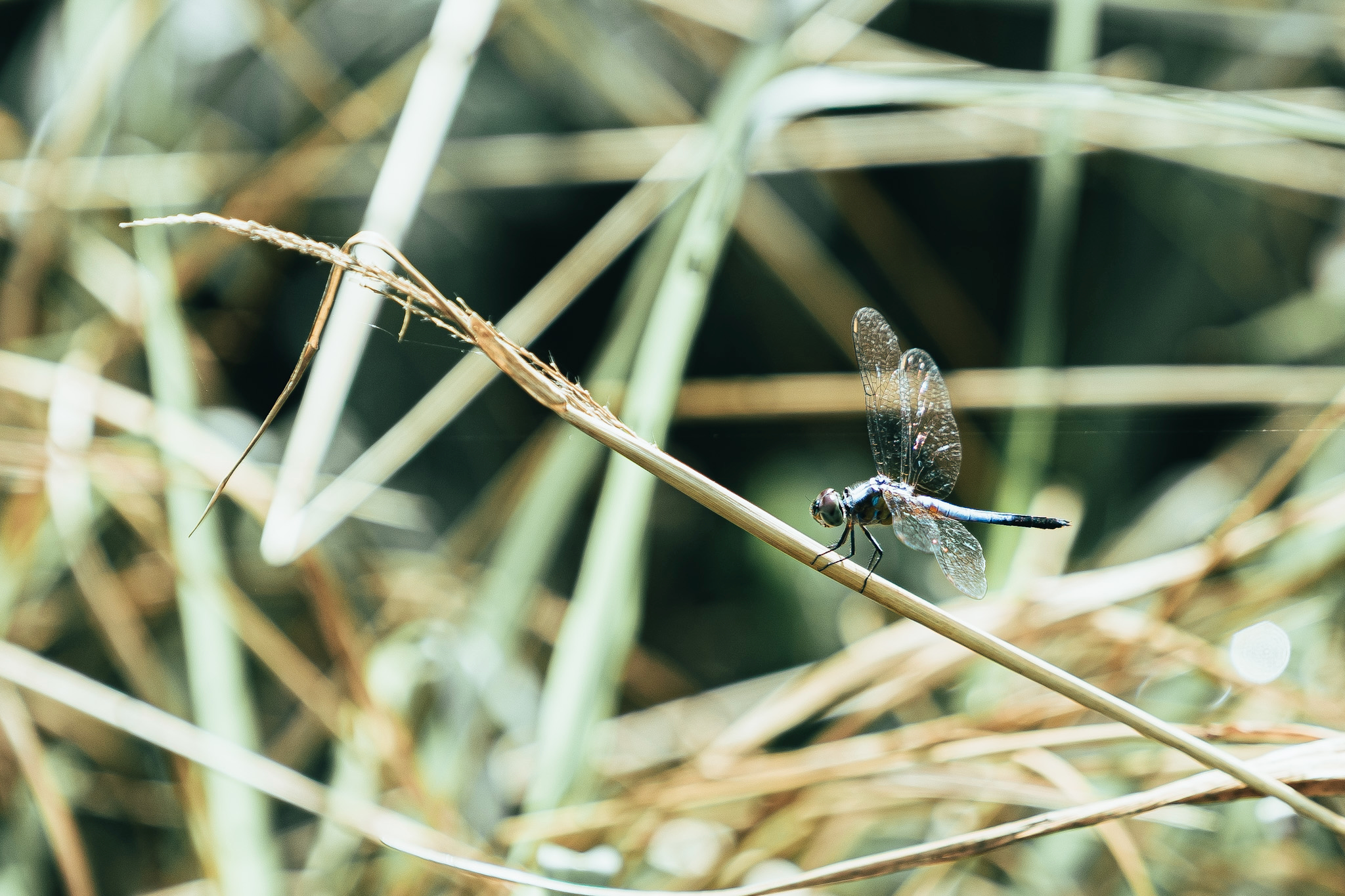 Flying insects in the paddy field – RATCH